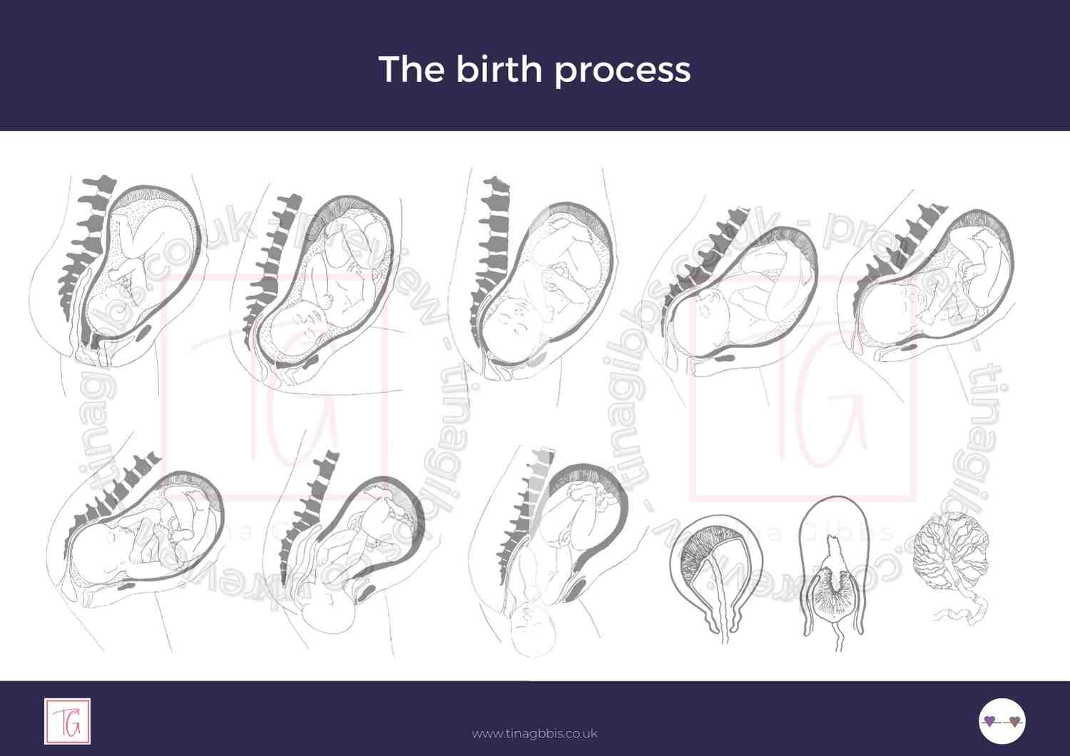 The childbirth process poster (pdf) - Tina Gibbs