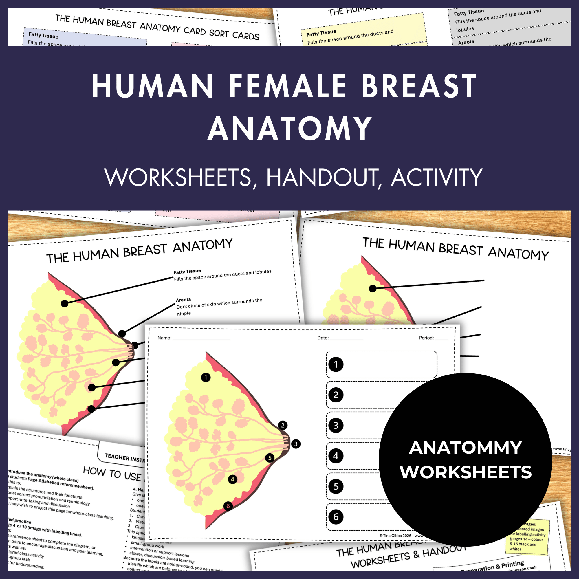 Human Breast Anatomy Worksheet (pdf) - Tina Gibbs