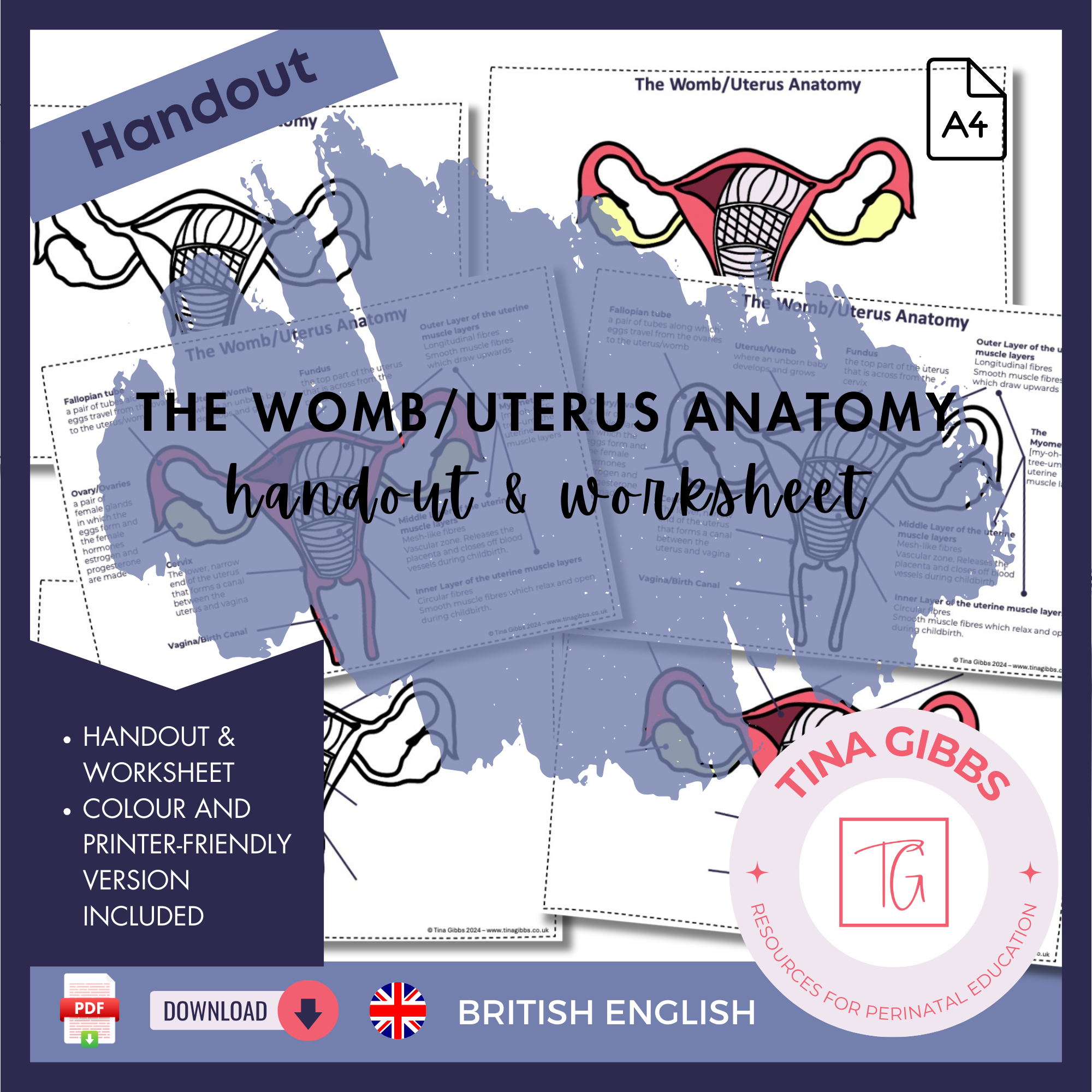 The womb/uterus anatomy worksheet (pdf)