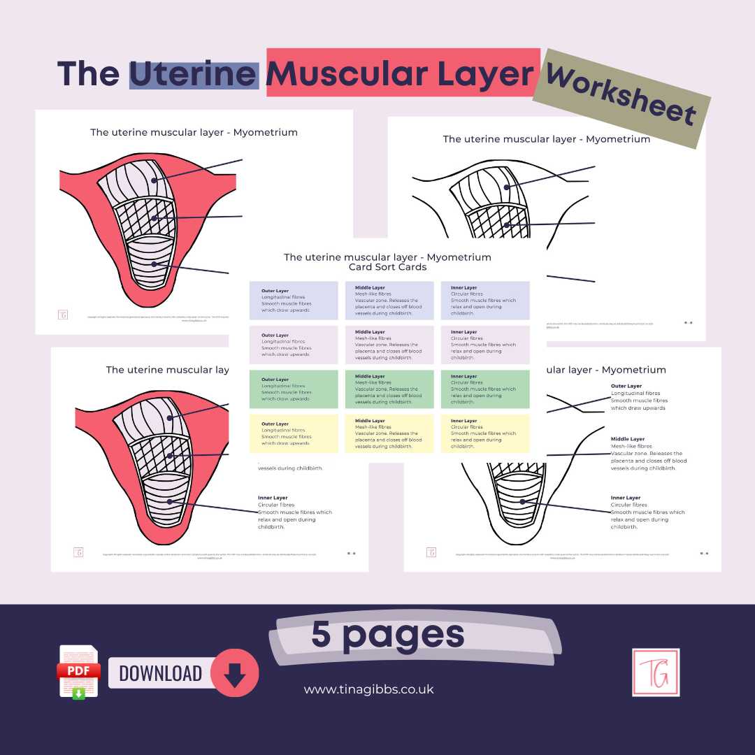 Muscles of the womb/uterus (Myometrium) - worksheet (pdf)
