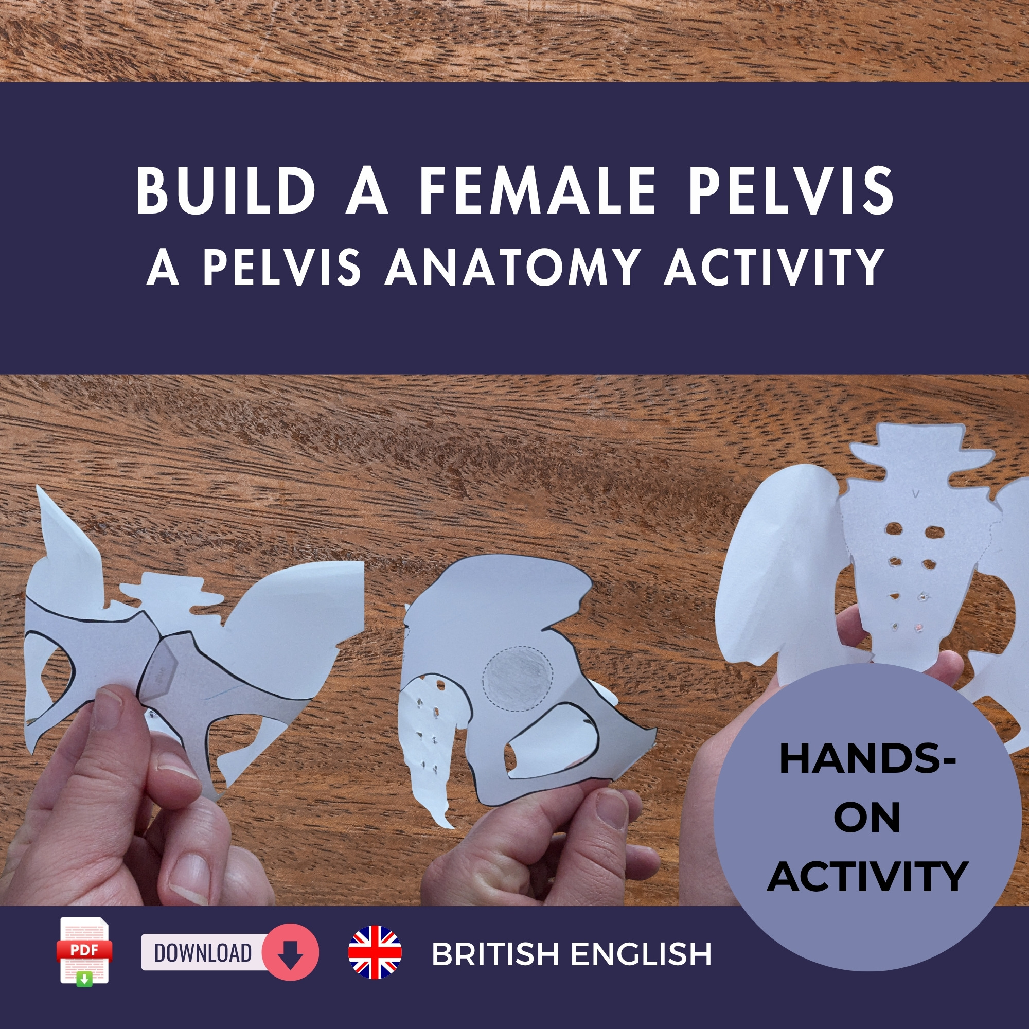 Build a female Pelvis Paper Model!
